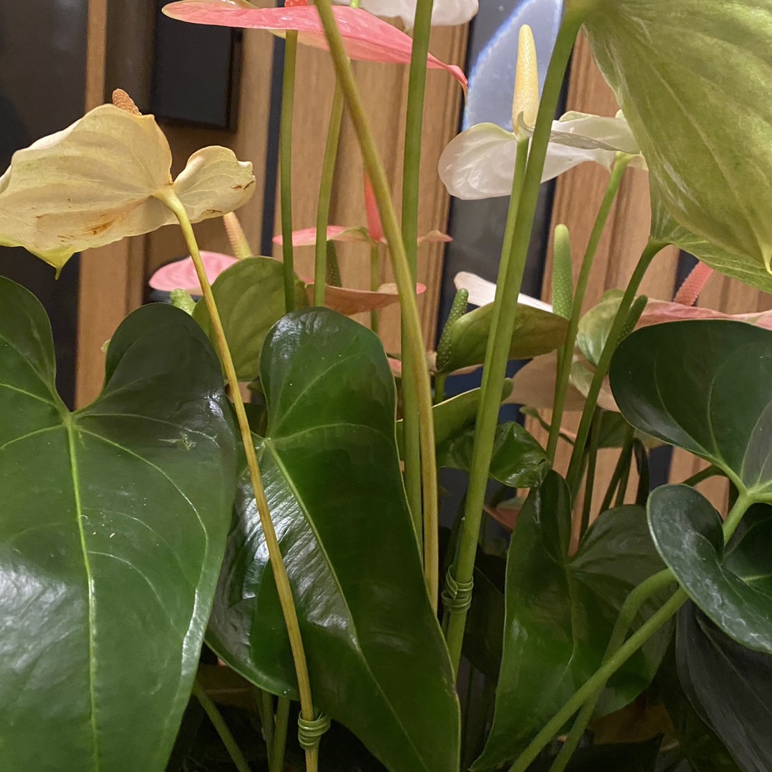 【お手入れ】秋～冬にやってしまいがちなこと | ANTHICAL