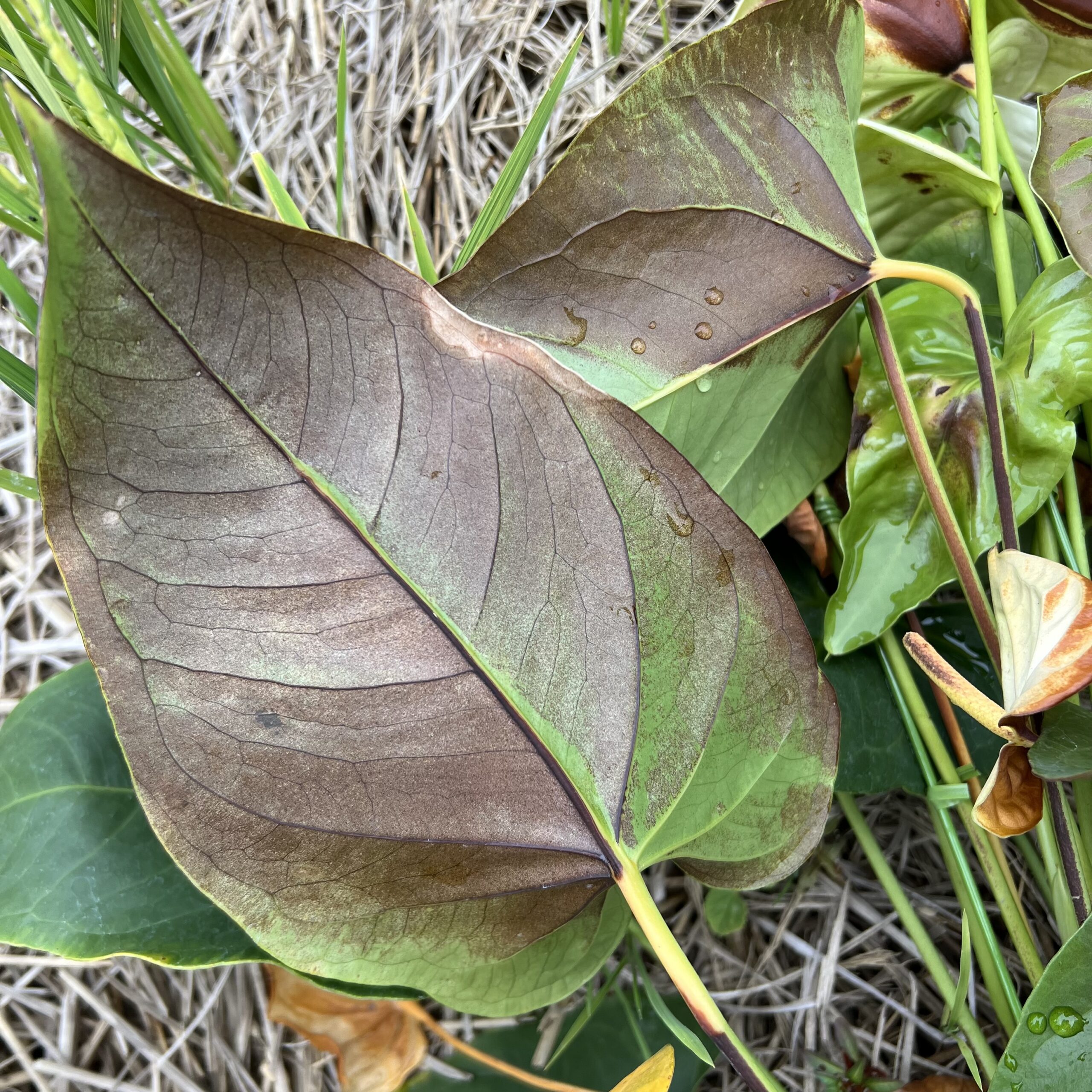 【お手入れ】寒さが厳しくなってきた兆し | ANTHICAL