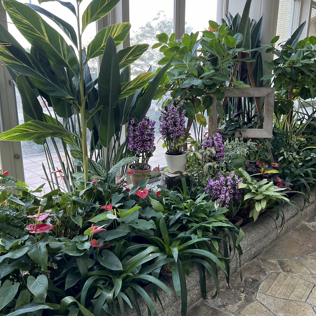 【お手入れ】今年の2月は早めに葉焼け対策を | ANTHICAL