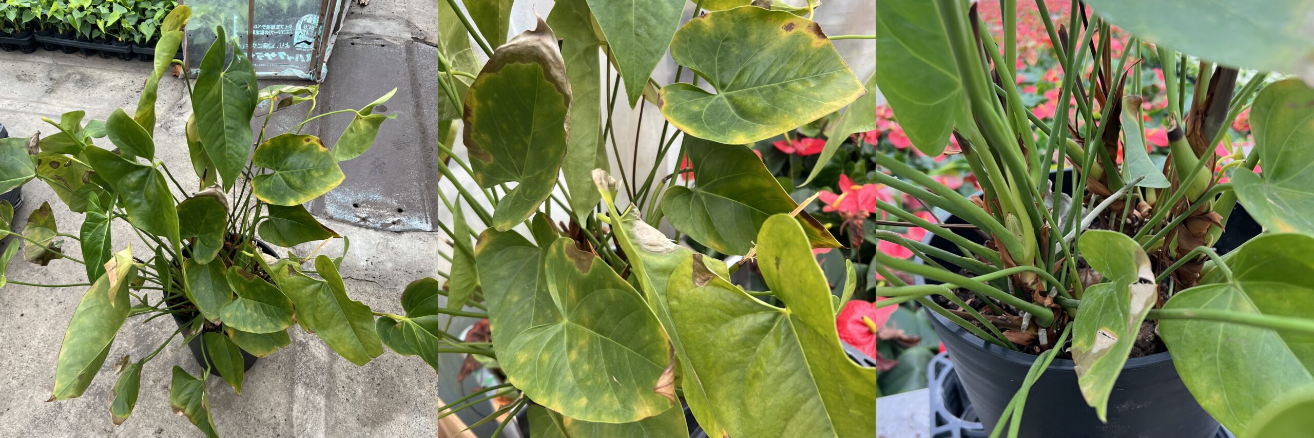 【お手入れ】冬の間に傷んだ株をケアする | ANTHICAL