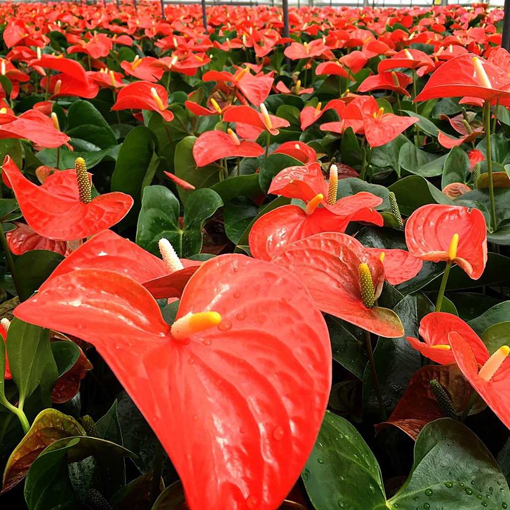 【買い物】品種情報を知っておくと得なことがある | ANTHICAL