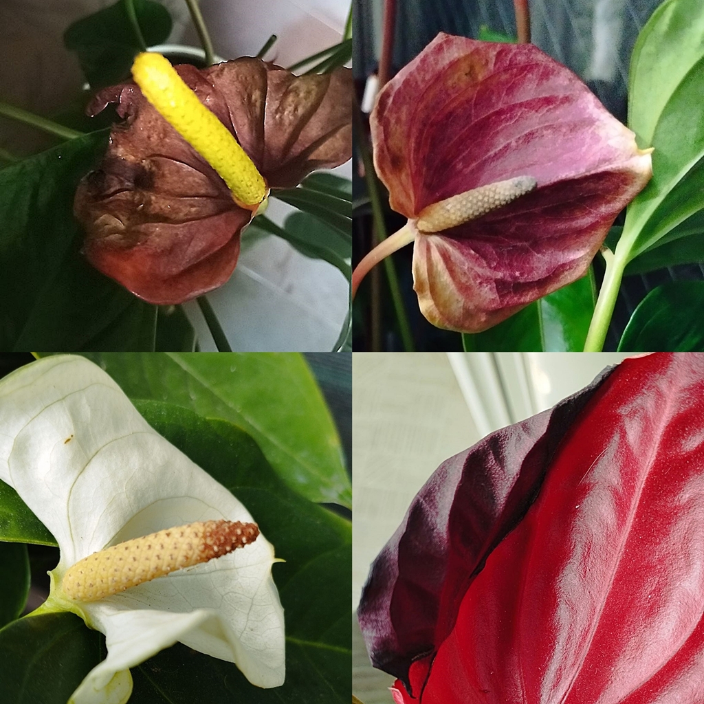 【お手入れ】アンスリウムの花が枯れるということ | ANTHICAL