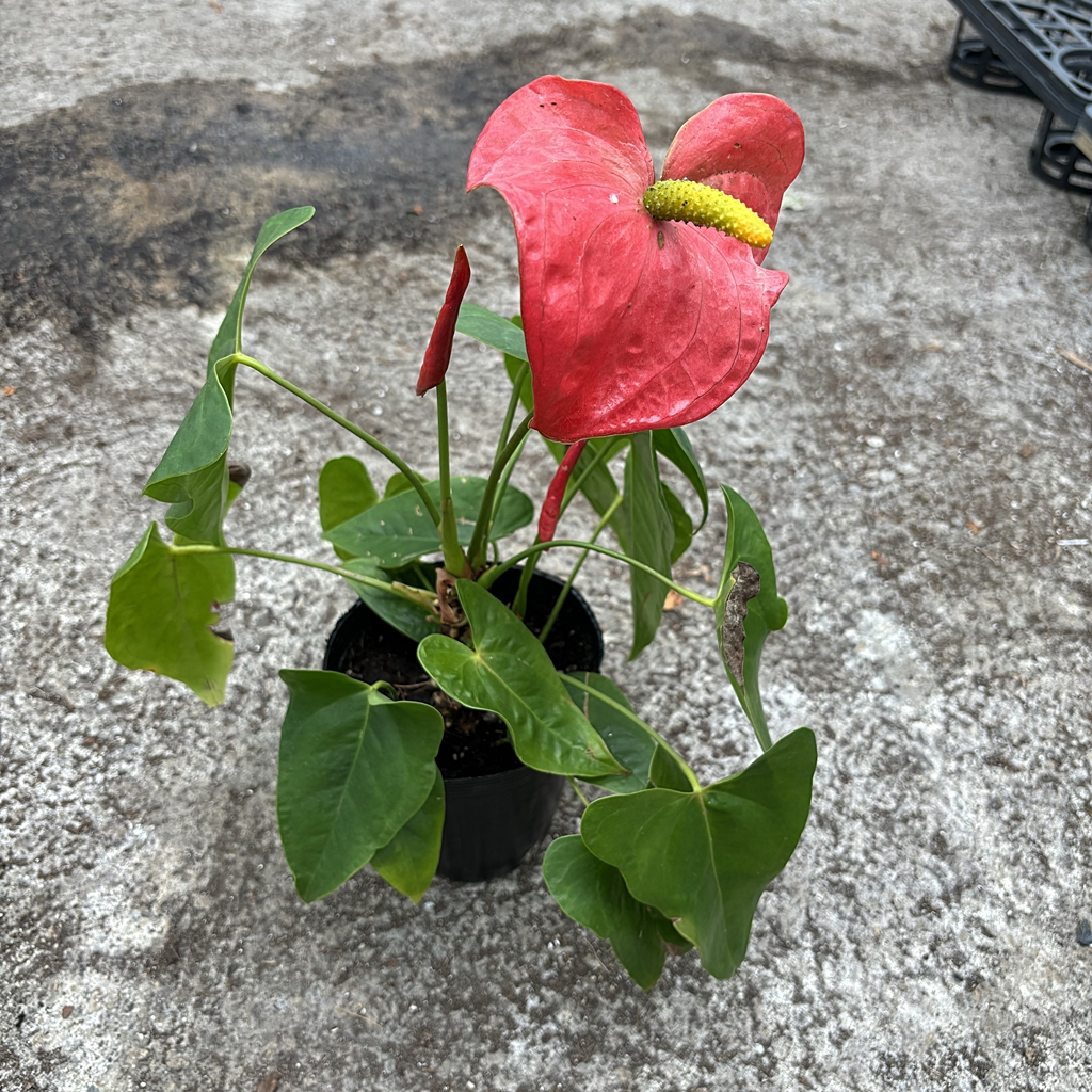 (お手入れ)お預かりした植物が回復の兆し | ANTHICAL