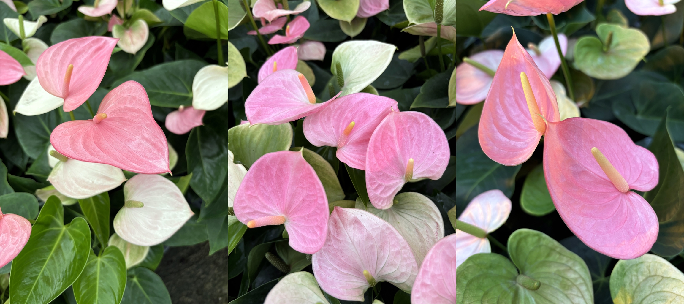 (お手入れ)夏は高温のために花色が薄くなる | ANTHICAL