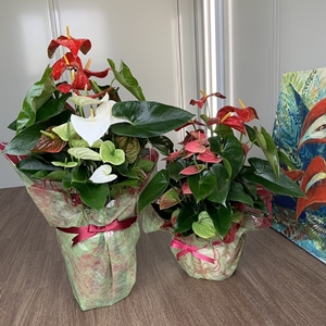 ANTHICAL-アンシカル