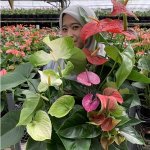 ANTHICAL-アンシカル