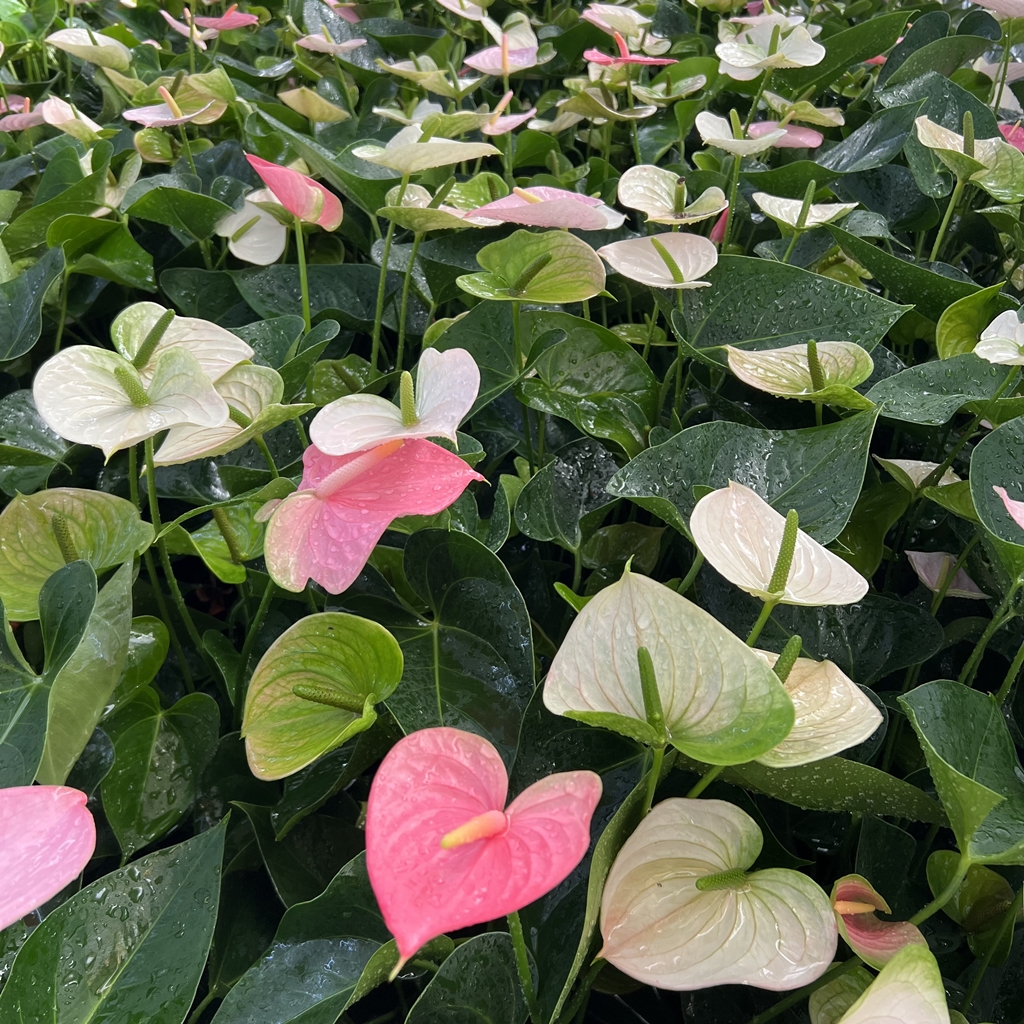 (お手入れ)暑さが落ち着きやっと涼しくなってきた | ANTHICAL