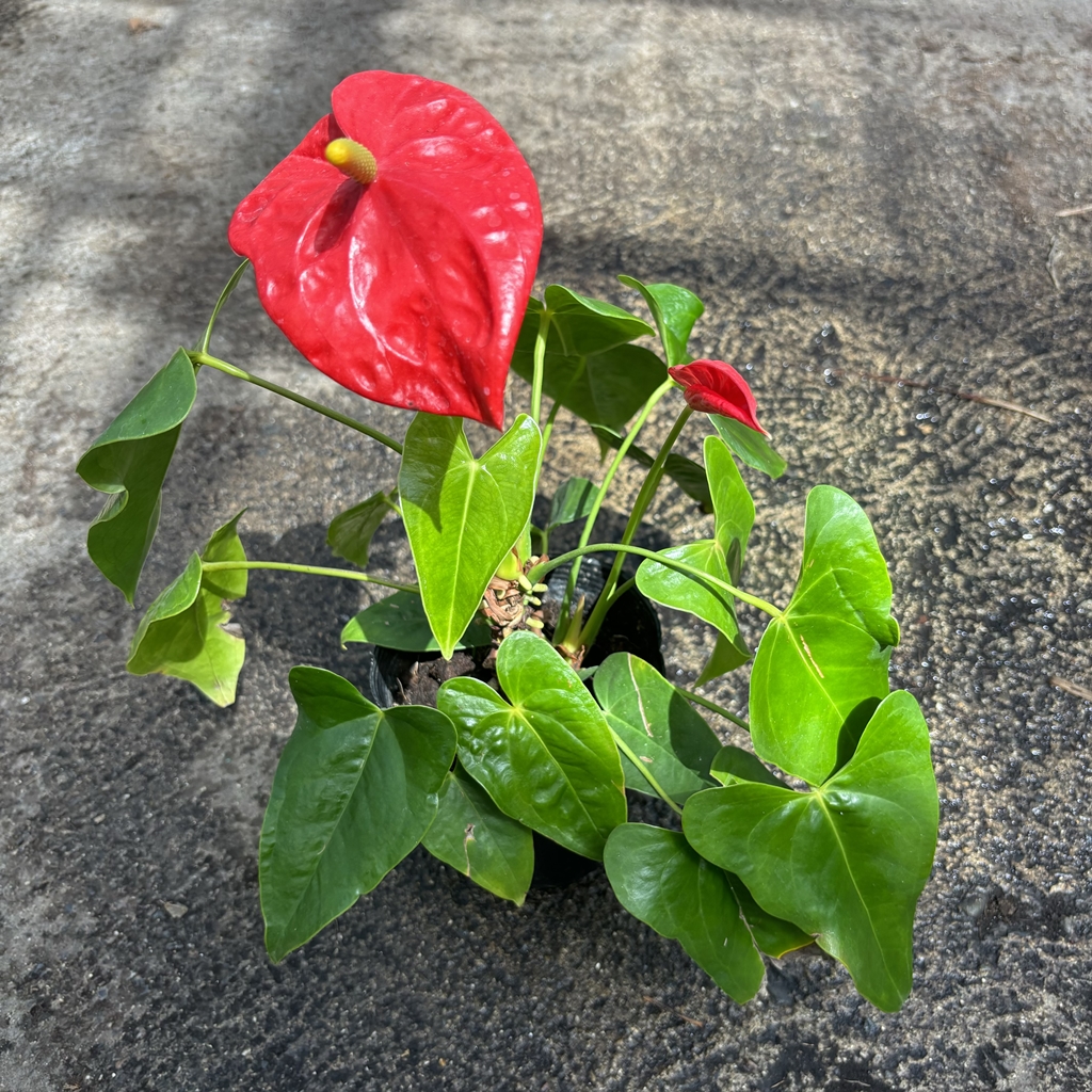 (お手入れ)お預かりした植物をお返しました | ANTHICAL