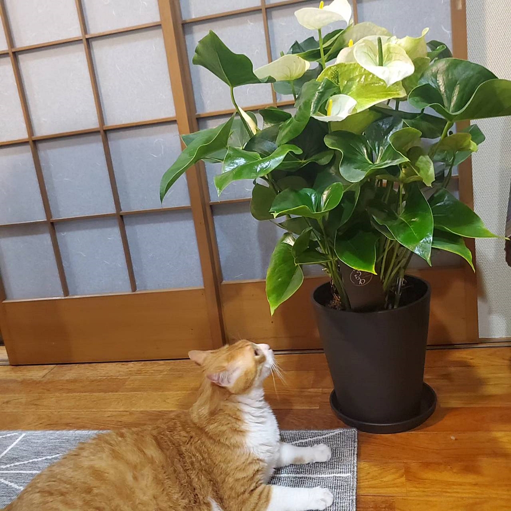 (お手入れ)サスティーの色変わりとの付き合い方 | ANTHICAL