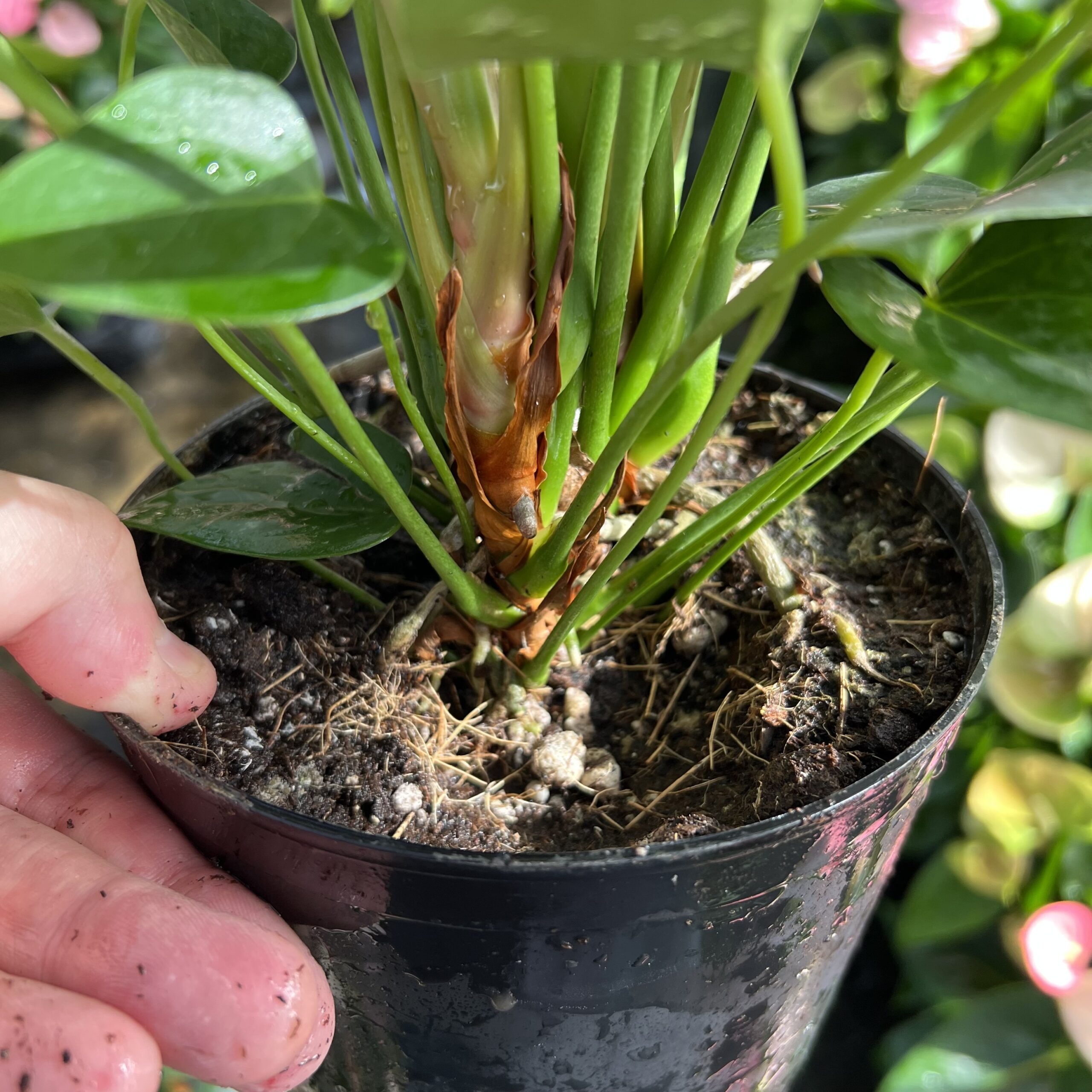 (これはひどい)今度は鉢植えにコバエ発生 | ANTHICAL