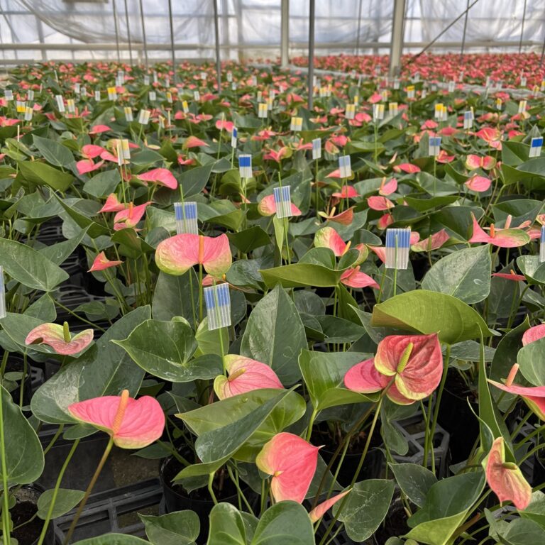 (商品)北海道産のピート試験が良い結果になりそう | ANTHICAL