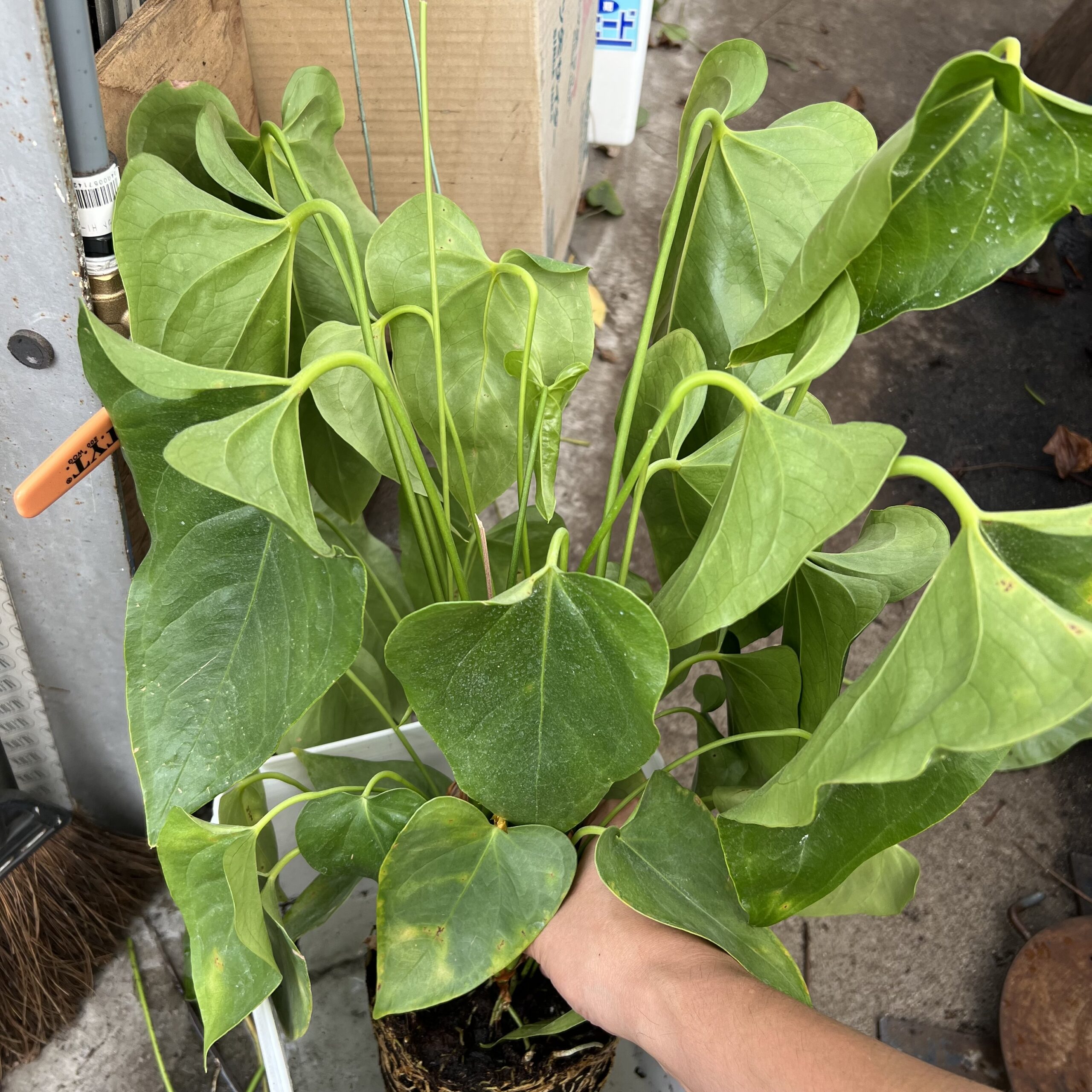 (お手入れ)アンスリウムが枯れるピークが変わってきた | ANTHICAL