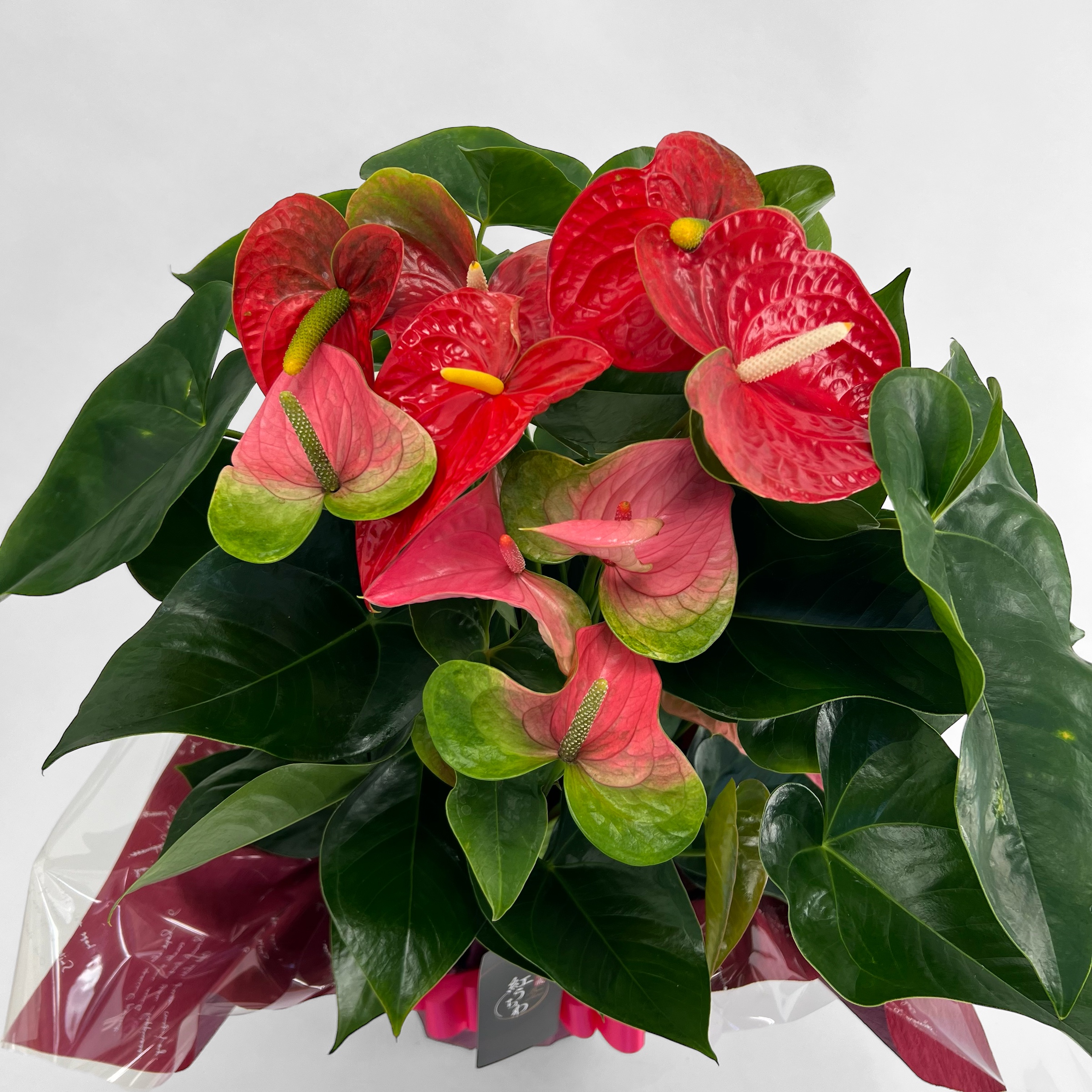 (知識)アンスリウムの冬しか見られない特長って？ | ANTHICAL